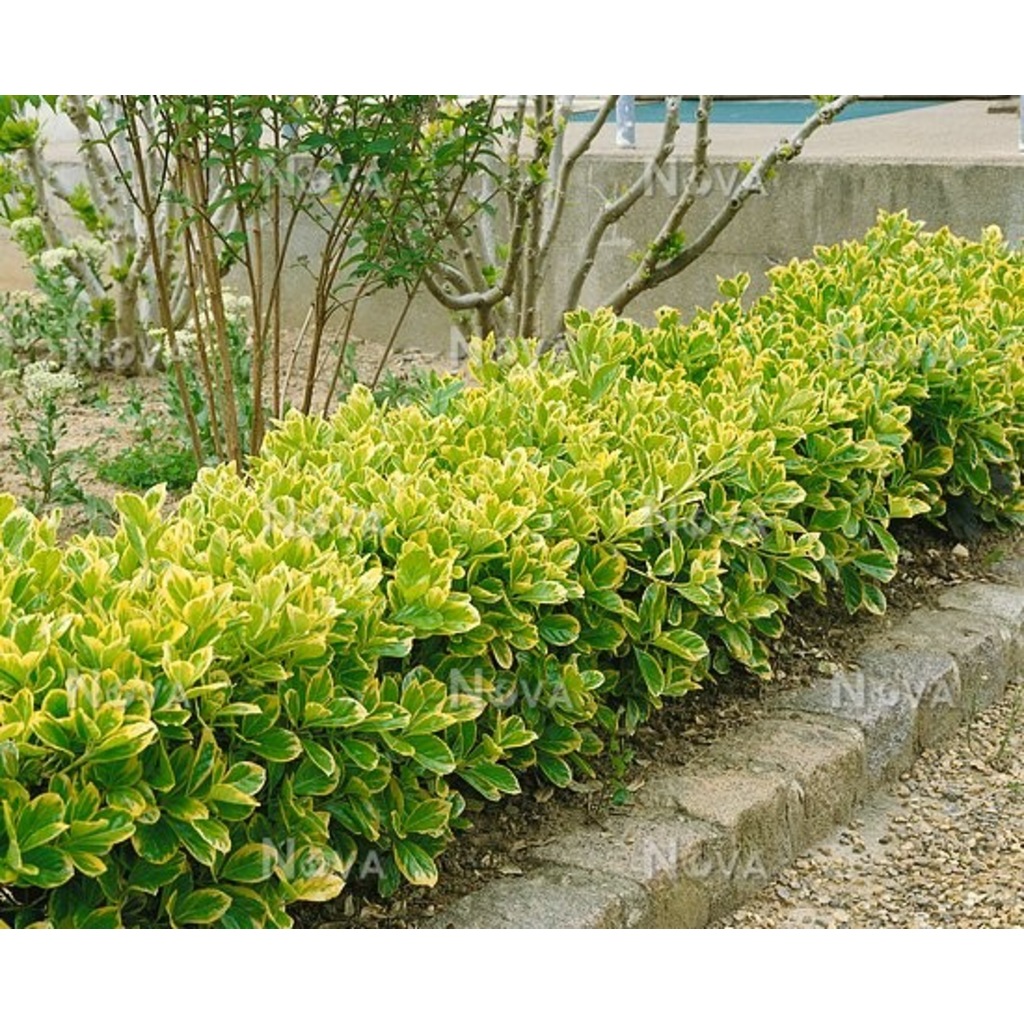 30 Adet (Altuni Taflan) Gold Taflan Fidanı 20-40 cm. Çit Bitkisi ...