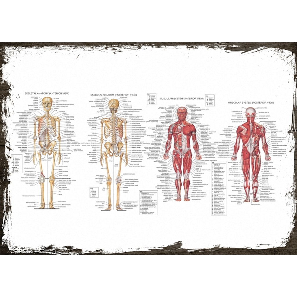 Ahşap Tablo İnsan Anatomisi Kas İskelet Sistemi Fiyatları ve Özellikleri Ahşap Tablo İnsan Anatomisi Kas İskelet Sistemi Fiyatları ve Özellikleri