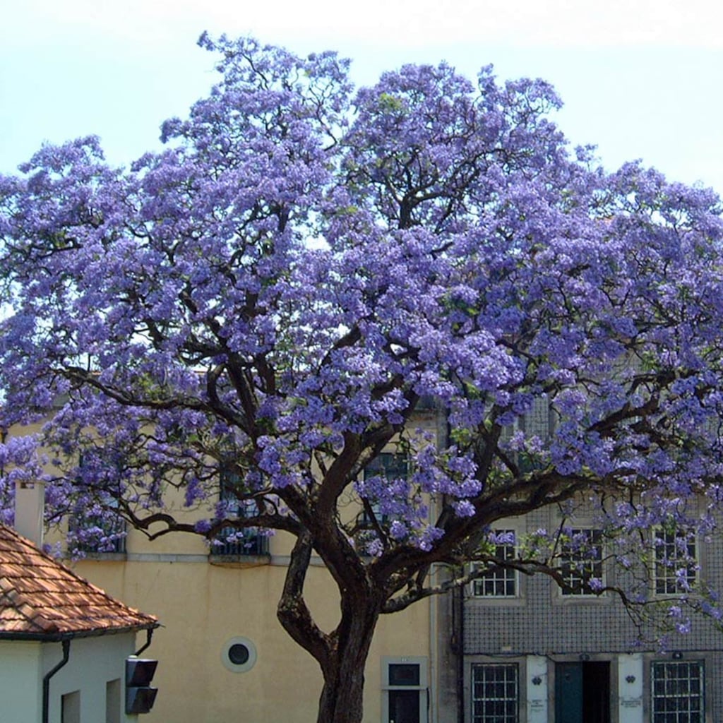Paulownia Tomentosa Pavlonya Fidanı, Rootball - n11.com