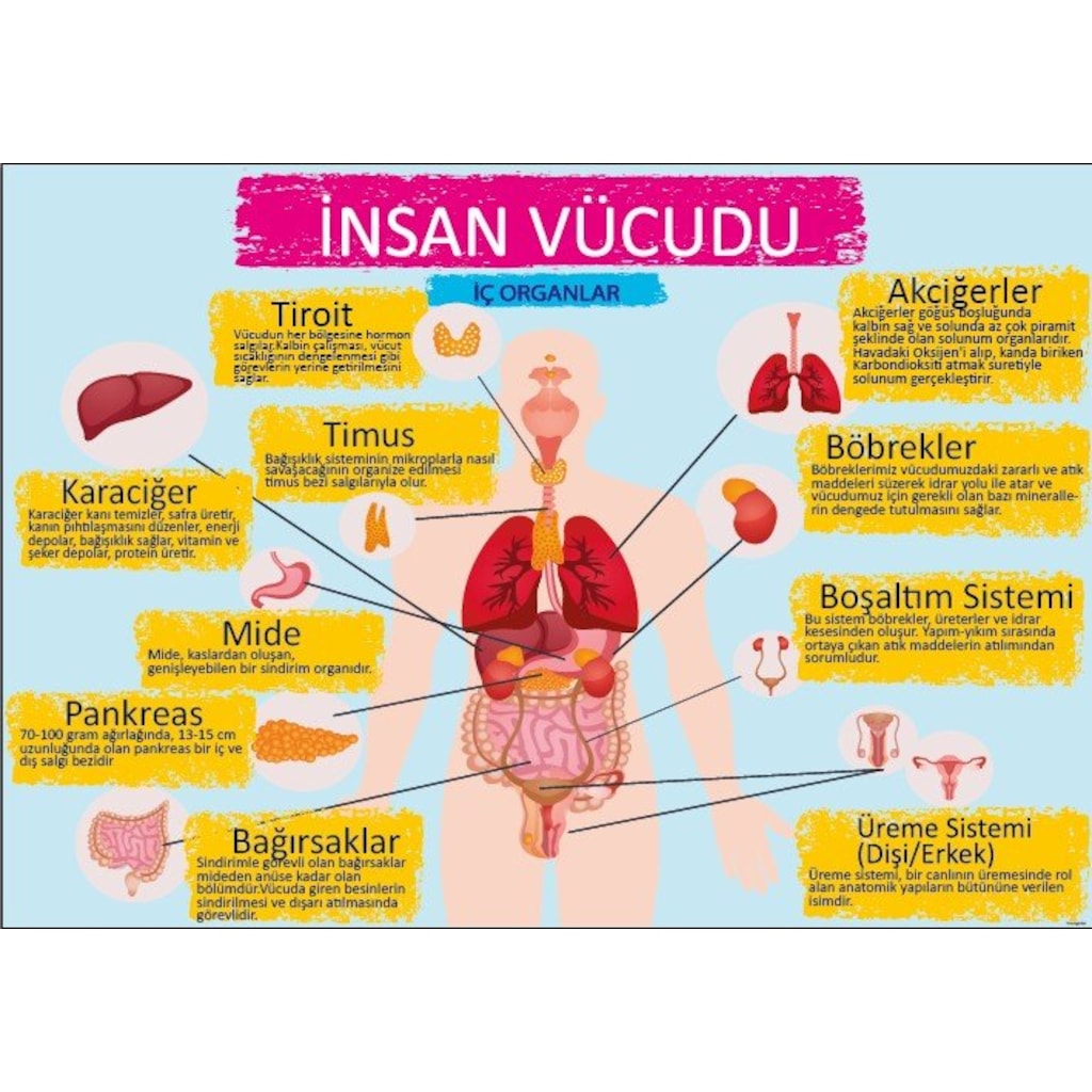 İç Organlarımız Afişi (Posteri) Fiyatları ve Özellikleri