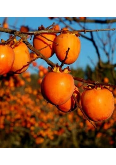 Trabzon Hurma Fidanı Tüplü Rojo Brillant - Cennet Meyvesi Fiyatları ve ...