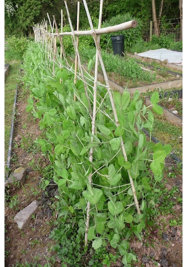 50 Adet Bambu Bitki Fidan Destek Çubuğu 1 Metre Fiyatları ve Özellikleri