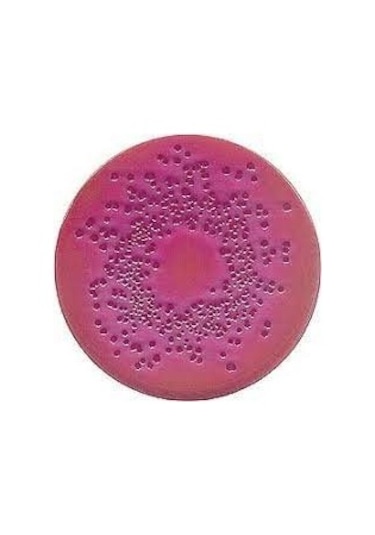 Vrbd Agar -Merck-500 G Fiyatları ve Özellikleri