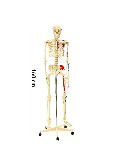 İskelet Modeli 160Cm. İnsan İskeleti Gerçek Boyut Fiyatları ve Özellikleri