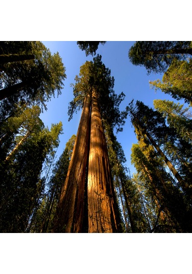 Tüplü Dünyanın En Uzun Ağacı Dev Sekoya Ağacı Fidanı Fiyatları ve ...