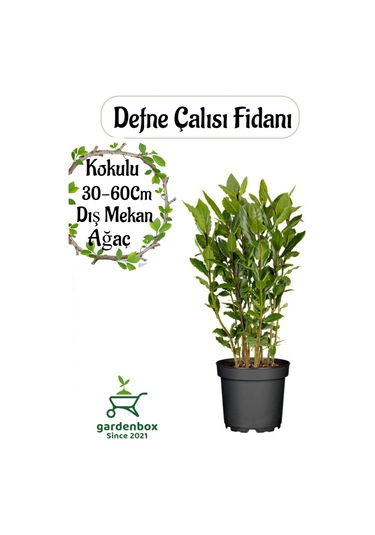 Yoğun Kokulu Defne Fidanı 30-60cm 1 Adet Saksılı/tüplü Bahçe Bitkisi ...