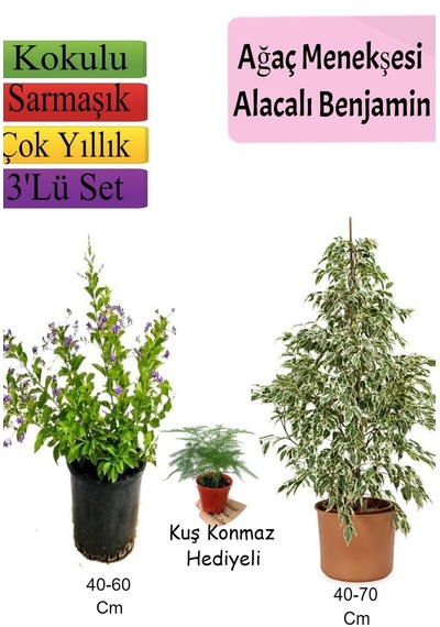 Beyaz Alacalı Benjamin Bitkisi + Ağaç Menekşesi Duranta + Tül Çiçeği ...