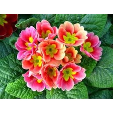 10 Adet Tohum Nadir Karışık Mart Çiçeği Tohumu Balkon Çiçeği Fiyatları ...