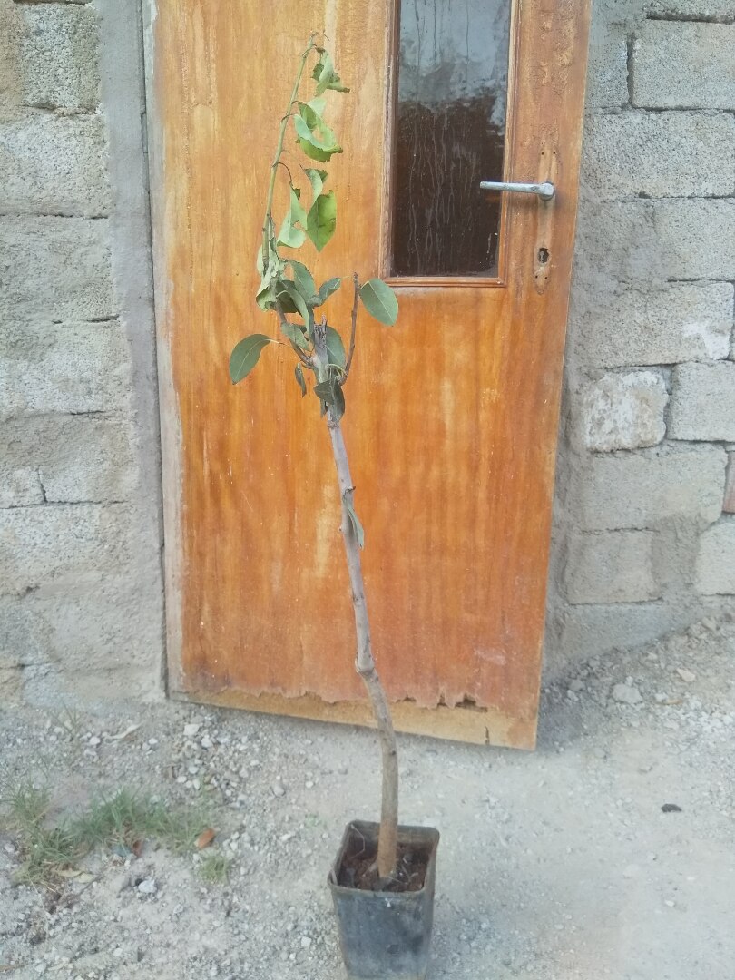 Tüplü Fidan Santa Maria Armut Fidanı Fiyatları ve Özellikleri