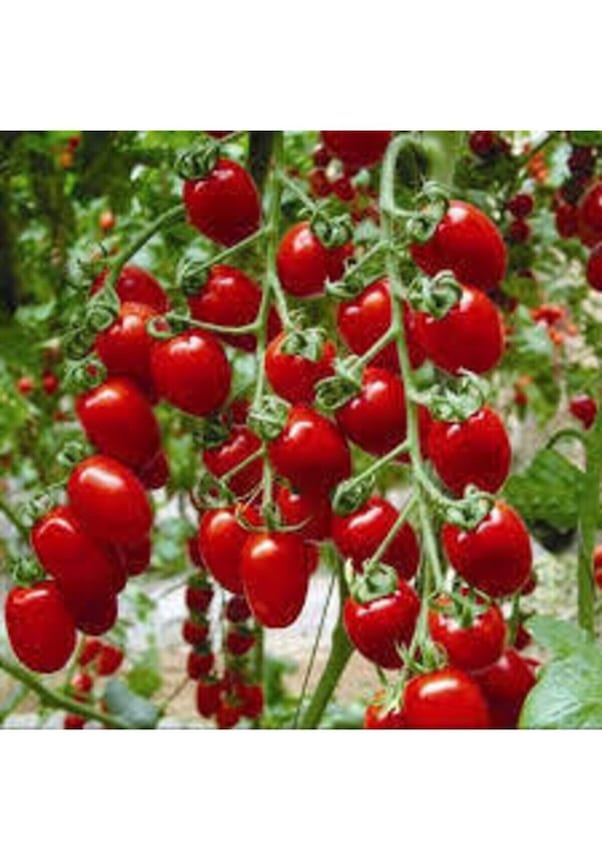 10 Adet Tohum Süper Paket Kiraz Domates Tohumu Fiyatları ve Özellikleri