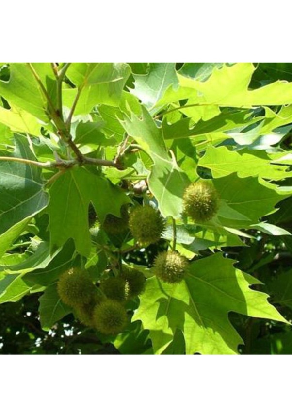 Bodur Çınar Ağacı Tohumu 5 Adet Doğal Tohum Saksı Torf Hediye Ev Bahçe ...