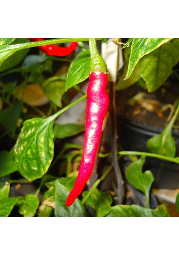 Doğal Tatlı Macar Biber Tohumu 20 Tohum Fiyatları ve Özellikleri