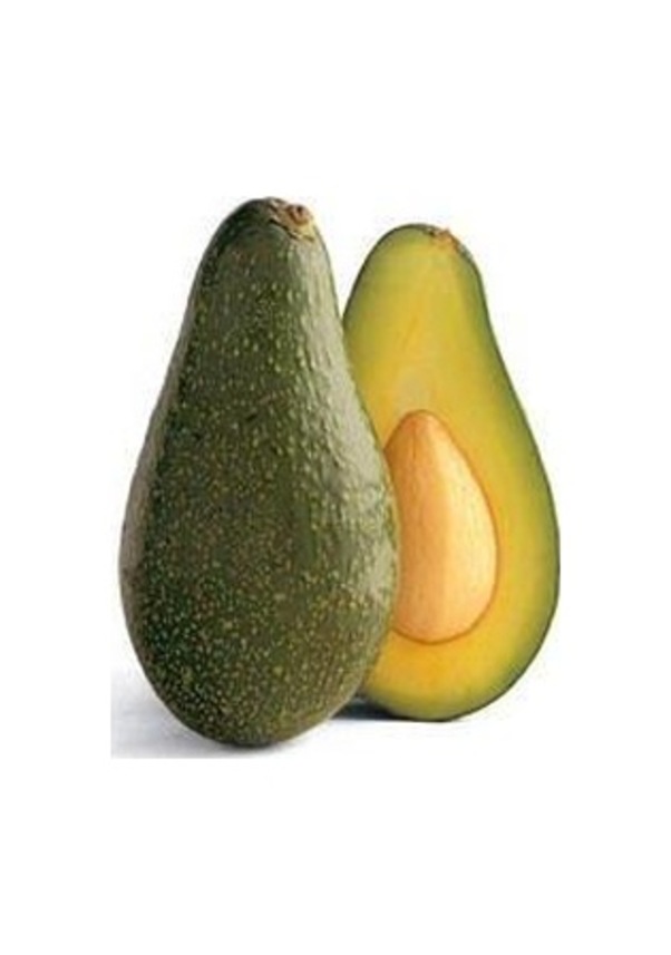 3 Yaş Aşılı Zutano Avakado Fidanı. Torbada Fiyatları ve Özellikleri