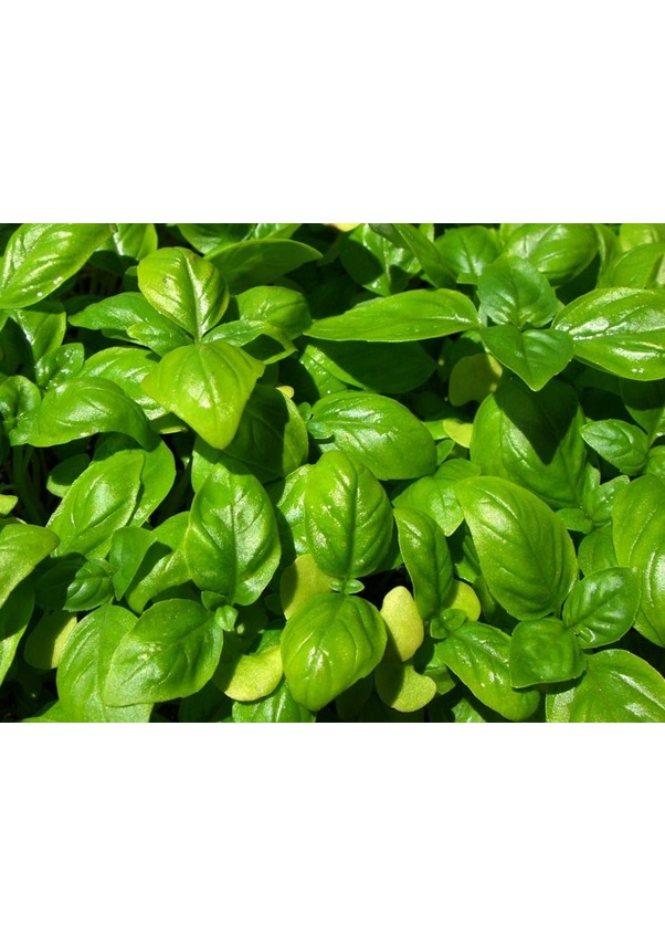 Reyhan Otu Bitkisi 50 Tohum+Saksı+Toprak N113817 Fiyatları ve Özellikleri