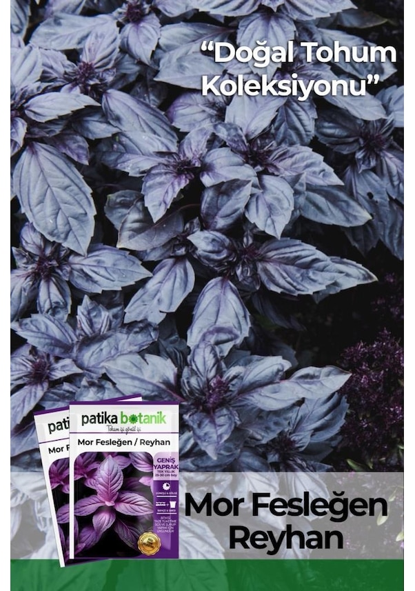 Mor Fesleğen - Mor Reyhan Ocimum Basilicum Çiçek Tohumu 100 Adet ...