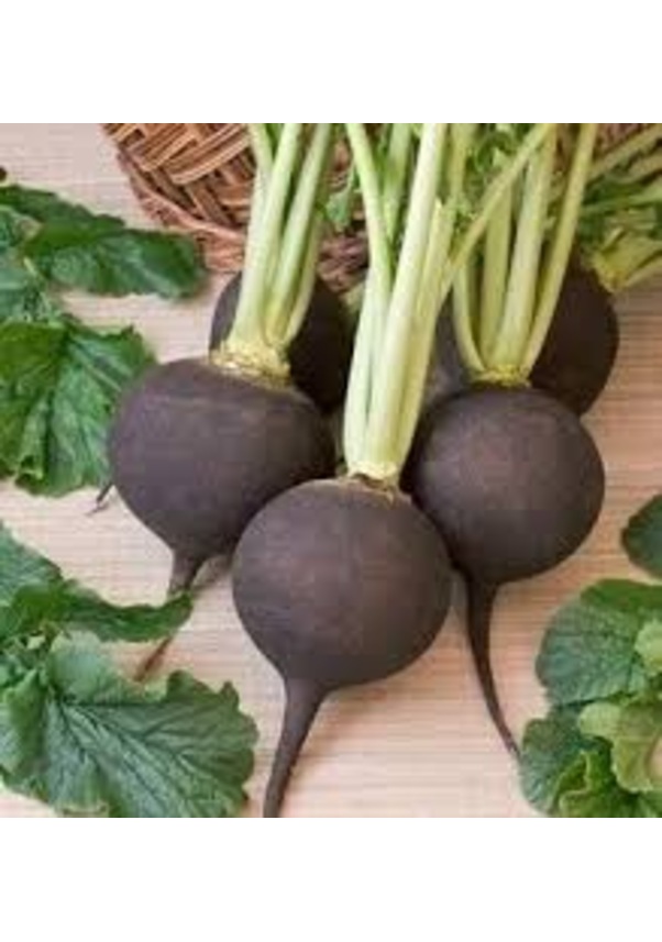 Siyah Turp Tohumu 25 GR Fiyatları ve Özellikleri