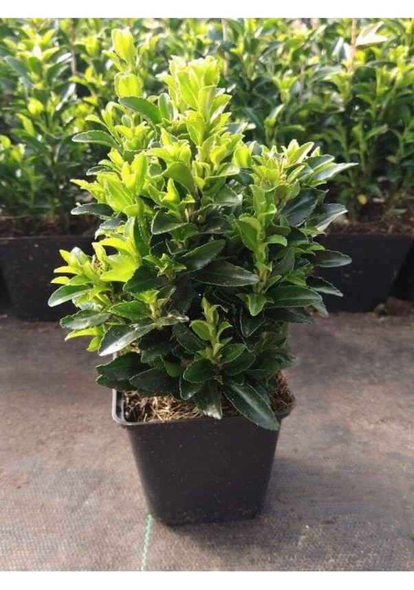 Euonymus Japonicus Yeşi Taflan Bitkisi 1 Aadet Saksılı 20-40cm Çit ...