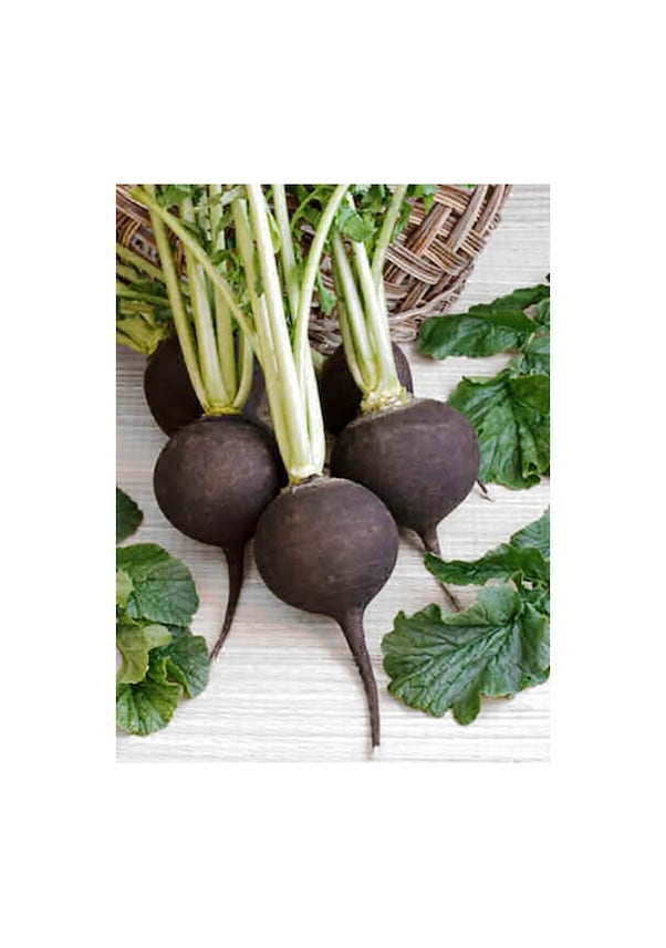 Doğal Siyah Turp Sebze Tohumu Akın 100 Ad. Yerli Tohum Fiyatları ve Özellikleri