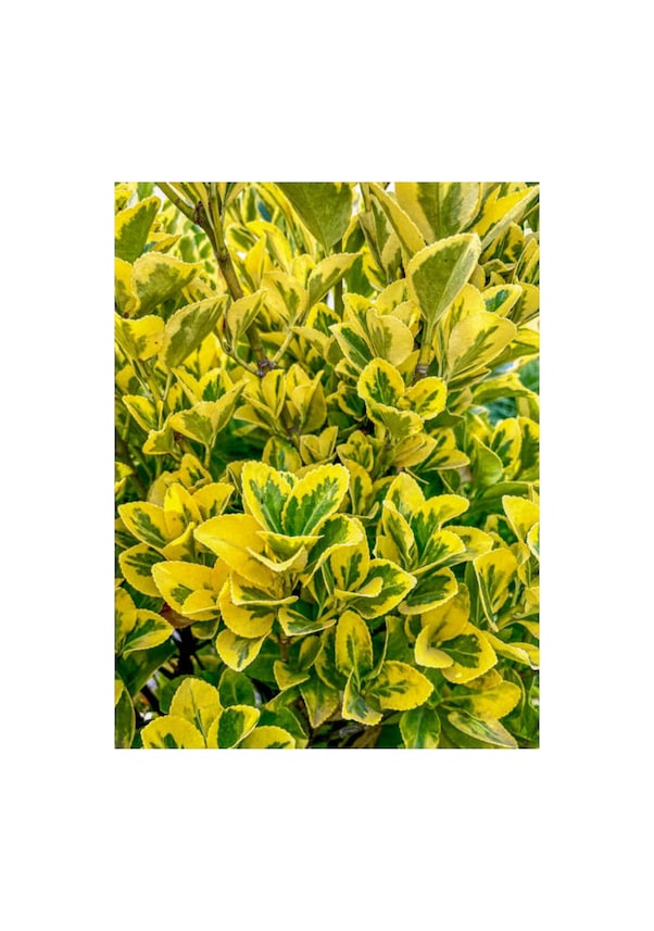 Alacalı Taflan 40 60 Cm 1 Adet Saksılı Dış Mekan Bitkisi Laurocerasus ...