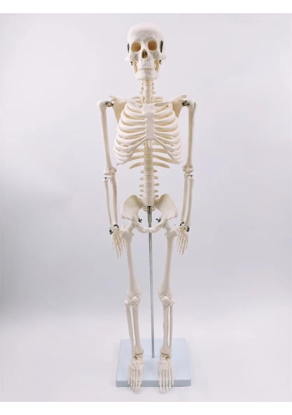 Erkentmed Joe İnsan İskelet Maketi 85 CM Fiyatları ve Özellikleri