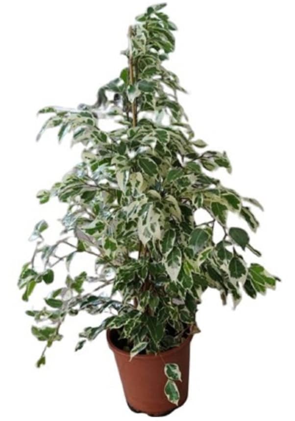 Benjamin Bitkisi 105 Cm Benjamin Ficus Starlight Ev Bitkisi Ofis ...