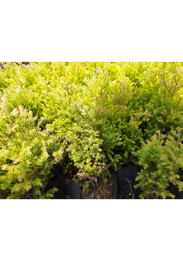 1-2 Yaş Arası Tüplü Raingold Mazı Thuja Occidentalis 'rheingold ...