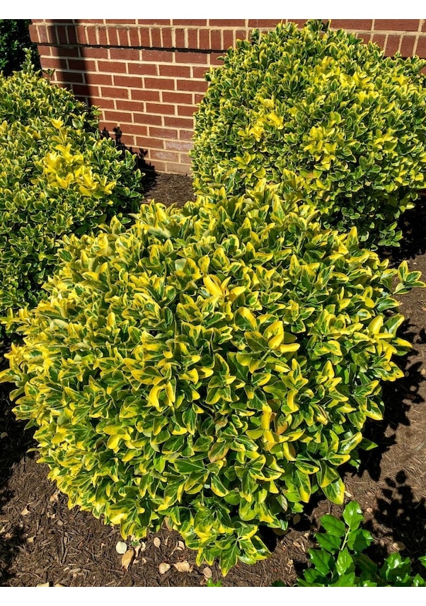 Gold Taflan Euonymus Japonica Aurea Büyük Boy 40-50 Cm Fiyatları ve ...