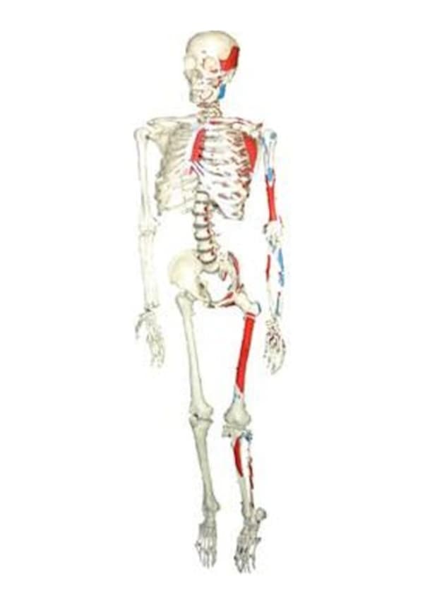 İskelet Maketi İnsan İskelet Fiyatları ve Özellikleri