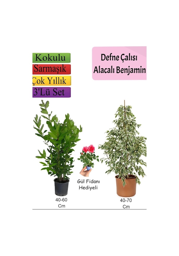 Beyaz Alacalı Benjamin Bitkisi + Defne Çalısı + Gül Fidanı Fiyatları ve ...