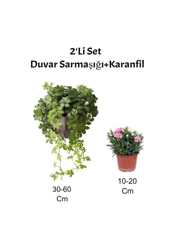 2'li Set Duvar Sarmaşığı+ Pembe Karanfil Çiçeği Dış Mekan Bitkisi ...