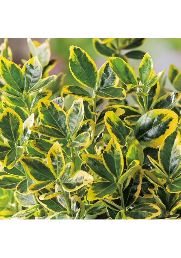 10 Adet Altuni Taflan Fidanı Fiyatları ve Özellikleri