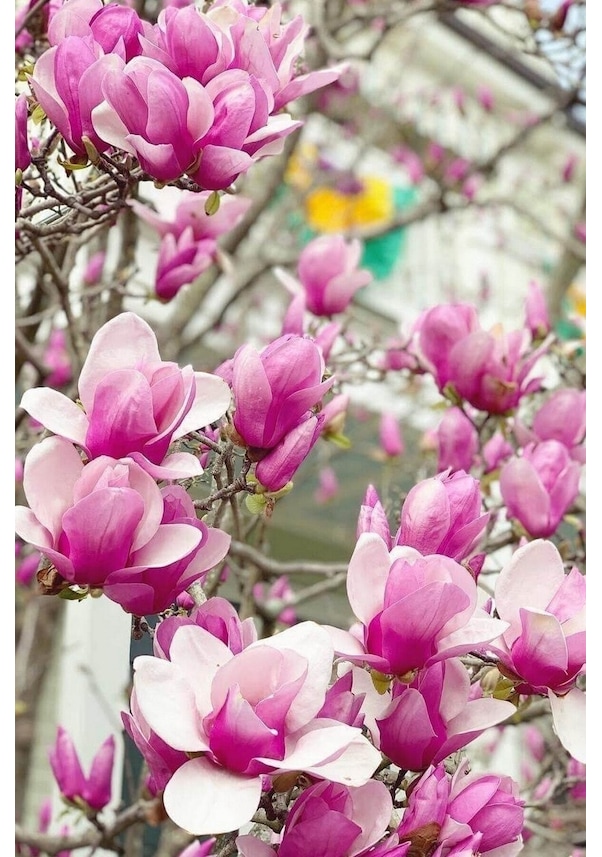 10 Adet Tohum Pembe Manolya Ağacı Doğal Manolya Tohumu Saksı Toprak ...
