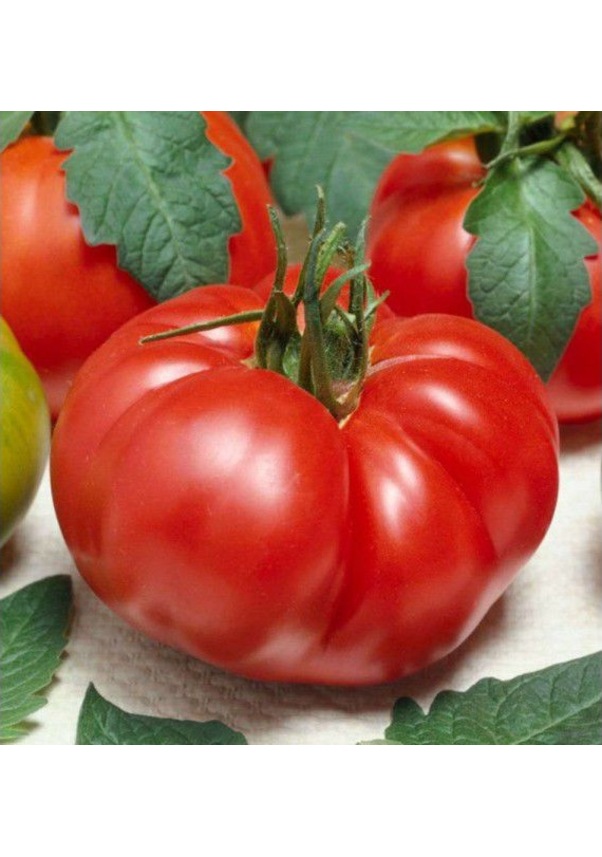 Erkenci İri Marmande Domates Tohumu Domates Tohumu 30 Tohum Fiyatları ...