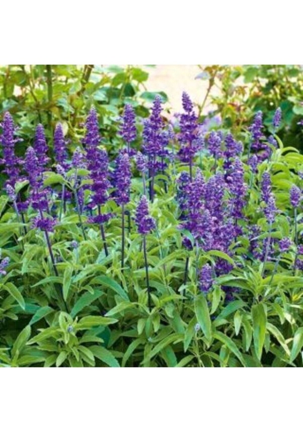 100 Adet Tohum Nadir Adaçayı Çiçeği Tohumu Karışık Renkli Adaçay Çiçeği ...