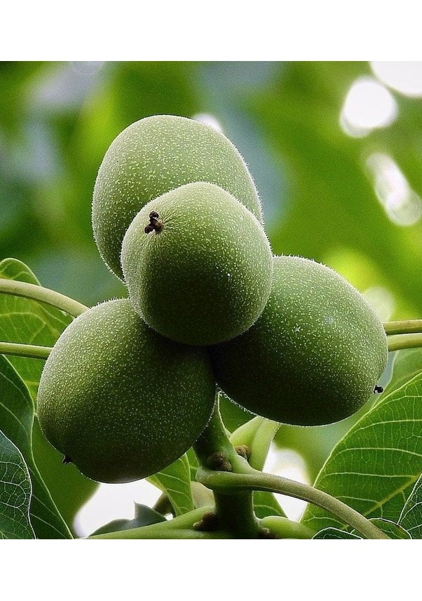 Ceviz Fernette 120-150 Cm Tüplü Fiyatları ve Özellikleri