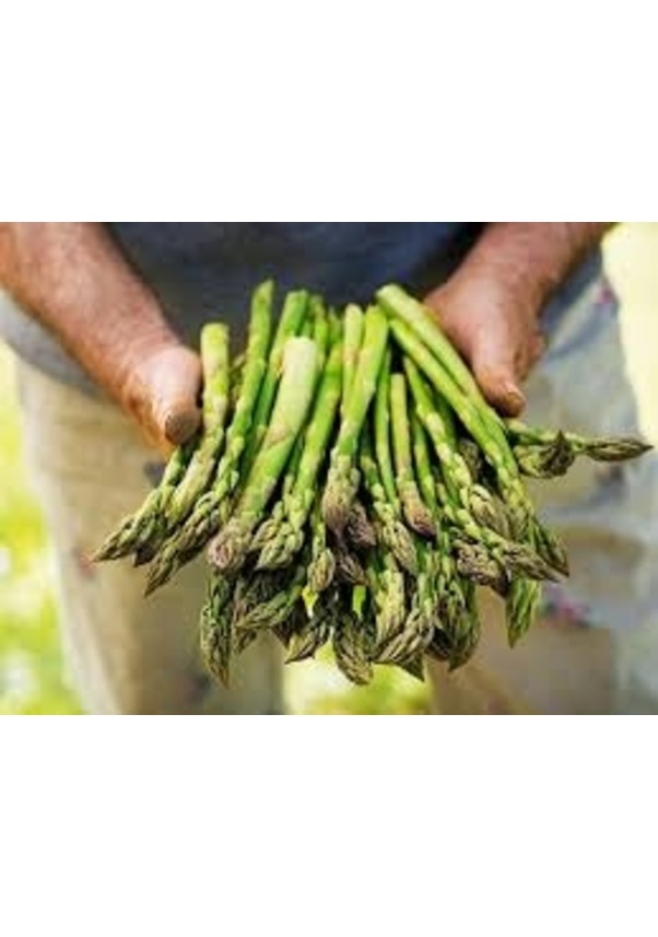 20 Adet Tohum Kuşkonmaz Kuş Konmaz Sebze Tohum Saksı Toprak Hediy ...