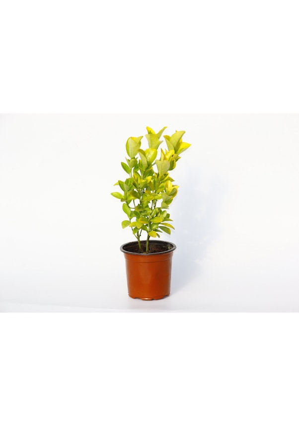 Gold Taflan Euonymus Japonica Aurea Sarı Çit Bitkisi 2 Li Dik Fiyatları ...