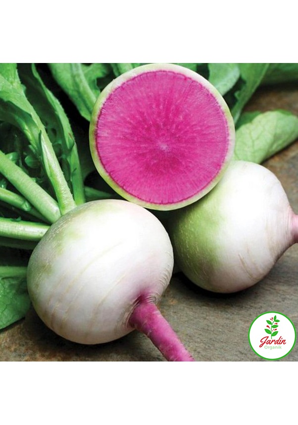 Çin Turpu Karpuz Turp Tohumu 25+ Adet Doğal Tohum Fiyatları ve Özellikleri