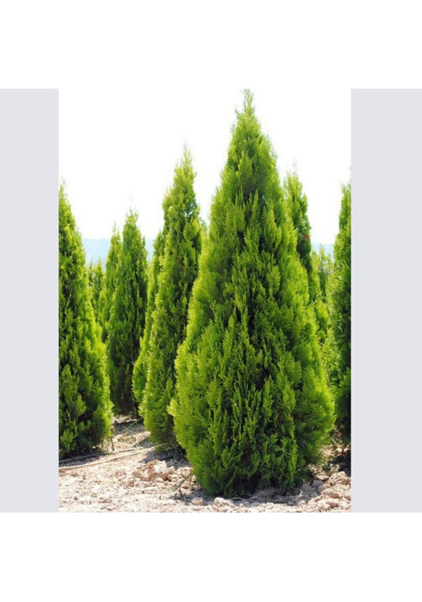 Altuni Mazı Ağacı Tohumu 5 Adet Doğal Tohum Saksı Torf Hediye Ev Bahçe ...