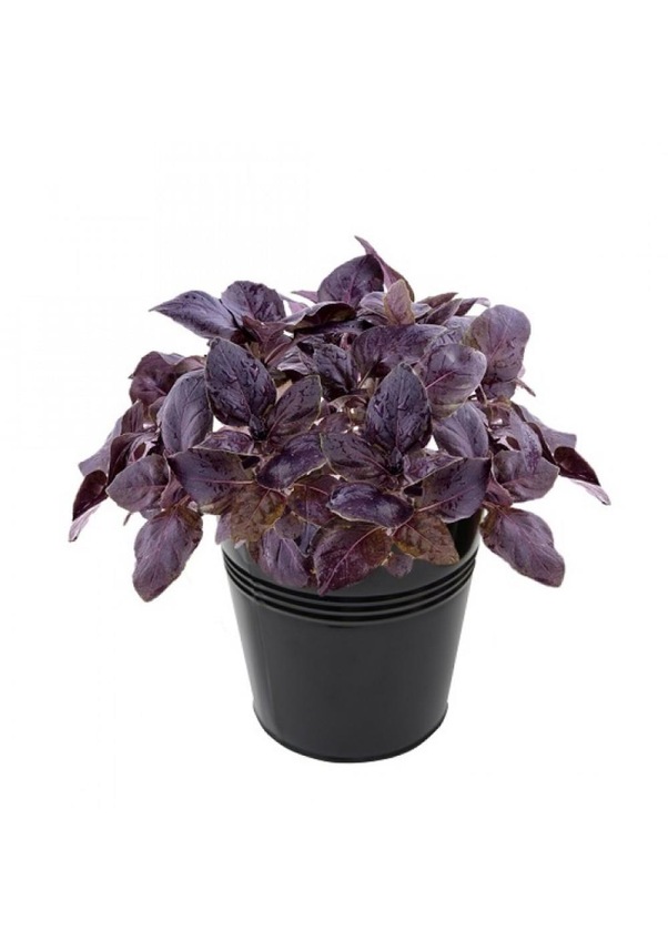 Mor Reyhan Tohumu 1 Paket Ort 100 Tohum Fiyatları ve Özellikleri