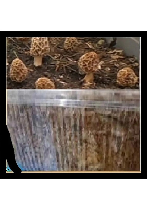 Kuzu Göbeği Mantarı Deneme Kiti 2 Adet Fiyatları ve Özellikleri