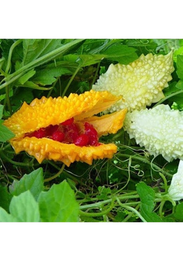 Beyaz Kudret Narı Tohumu Tropikal Sebze Tohumları 2 Adet Tohum ...