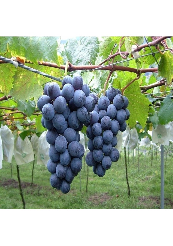 Bol Meyveli Ribol Tüplü Üzüm Fidanı Fiyatları ve Özellikleri