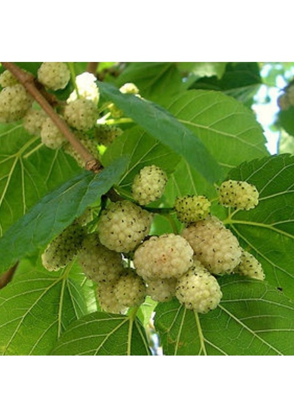 Tüplü Aşılı Bol Verimli İri Beyaz Dut Fidanı 200-300Cm 7 Yaş Fiyatları ...