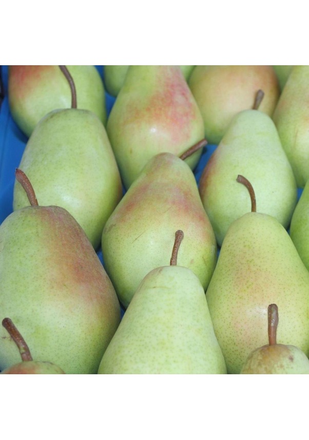 Tüplü Aşılı Yüksek Verimli Santa Maria Armut Fidanı N11.298 Fiyatları ...