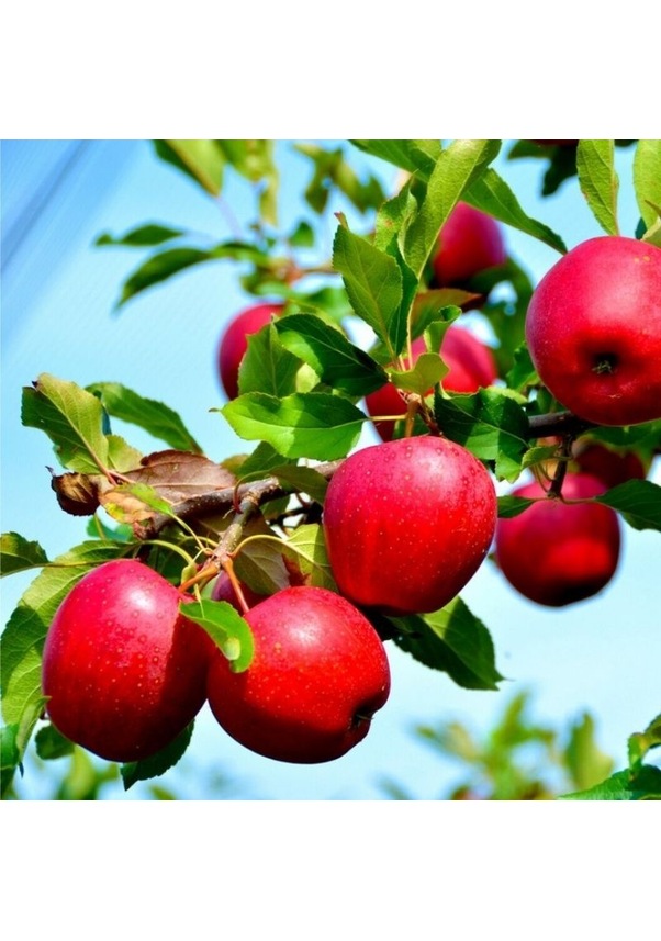 Tüplü Yarı Bodur İri Meyveli Devil Gala Elma Fidanı Fiyatları ve ...