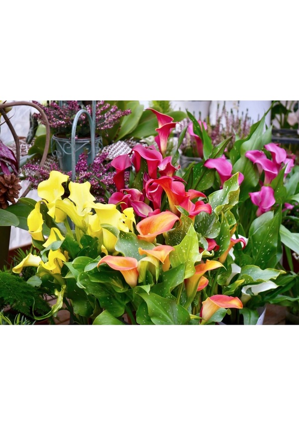 10 Adet Big Calla Lily Mix Colors Tohumu Fiyatları ve Özellikleri
