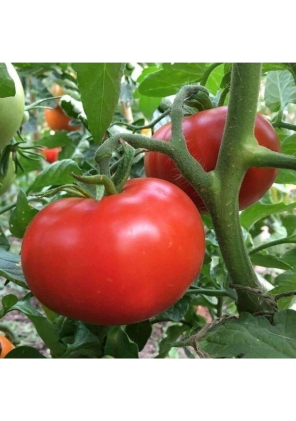 50 Adet Tohum Erkenci Iri Domates Tohumu Sürpriz Hediye Tohum Büyük ...