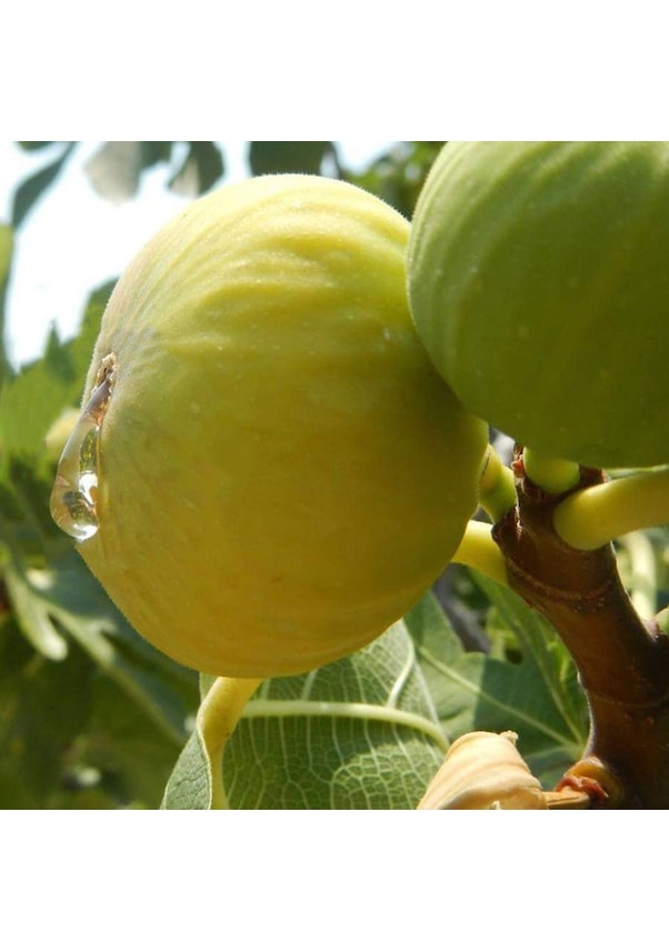 Tüplü Beyaz Ballı İncir Fidanı Fiyatları ve Özellikleri