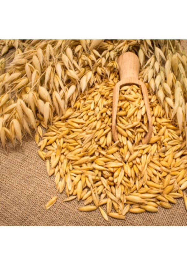 Yulaf 1 KG Doğal Yulaf Tane Yulaf Tohumu Yulaf Tohum Fiyatları ve ...